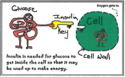 Diabetes at the RCH : About insulin