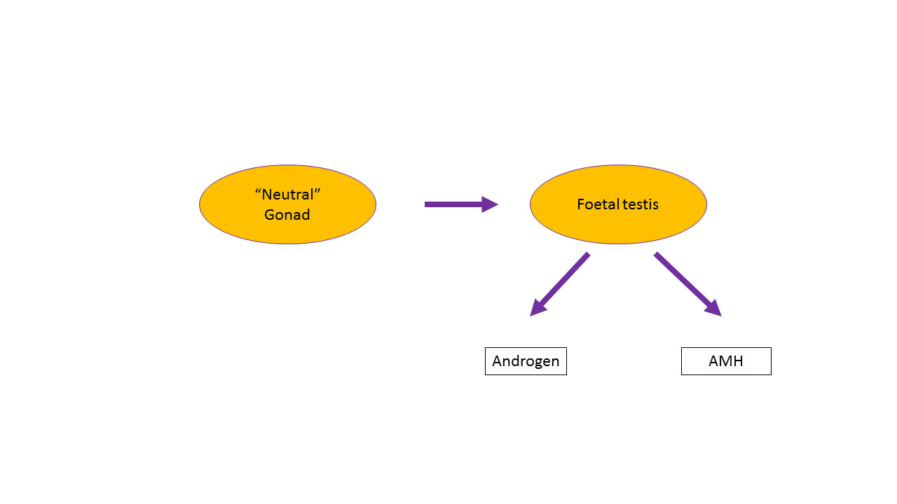 CAIS : The genetic basis of AIS