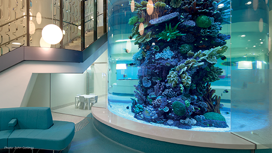 The Royal Children's Hospital : The Royal Children's Hospital