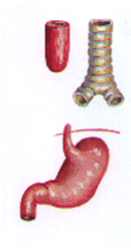 Clinical Guidelines (Nursing) : Replogle tube management